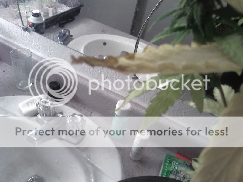 Toxic salt build-up? | Rollitup