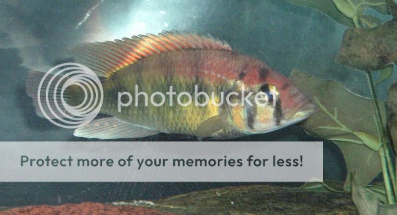 Haplochromis Kyoga Flameback or not? | Cichlid Fish Forum