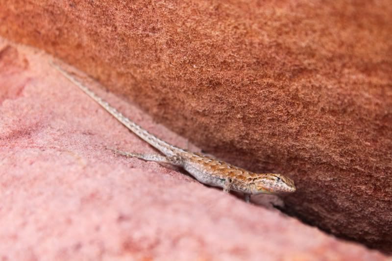 Lonely LECH Lizards Lead to Las Vegas - Field Herp Forum