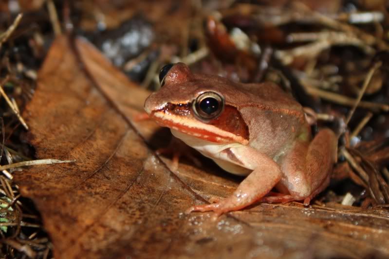 2011 Species Count... Brick's Herp Excursions - Field Herp Forum