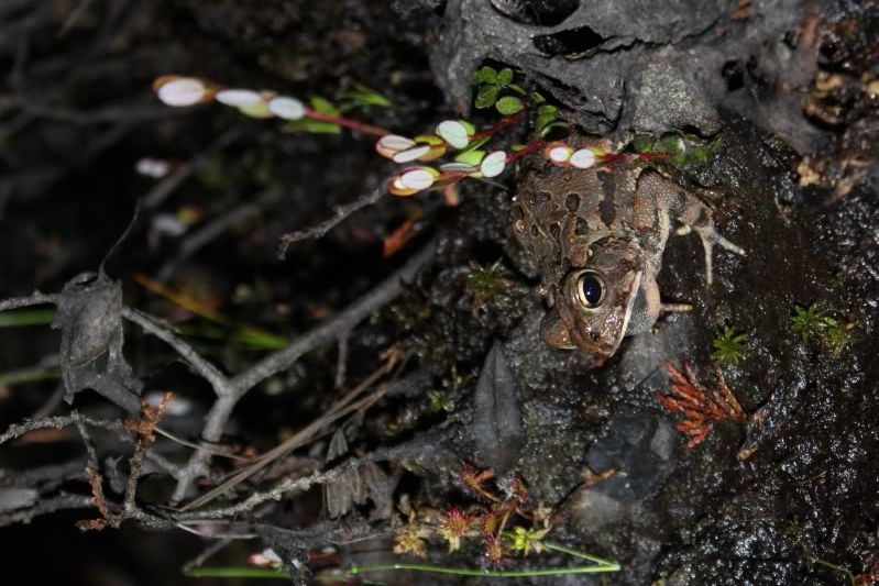 2011 Species Count... Brick's Herp Excursions - Field Herp Forum