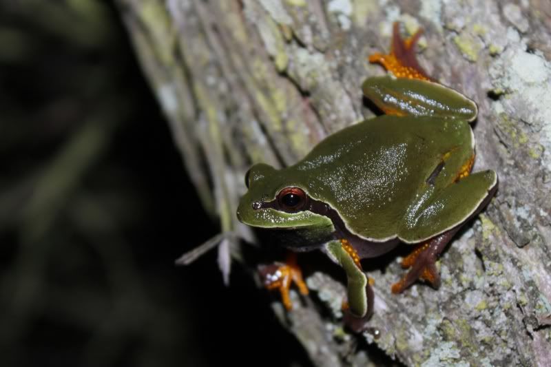 2011 Species Count... Brick's Herp Excursions - Field Herp Forum