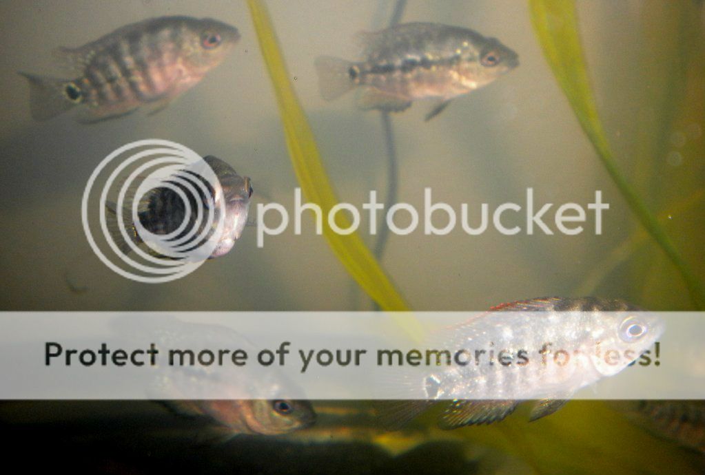 Super Red Dragon x Kamfa Paratheraps (Babies) - Central California ...