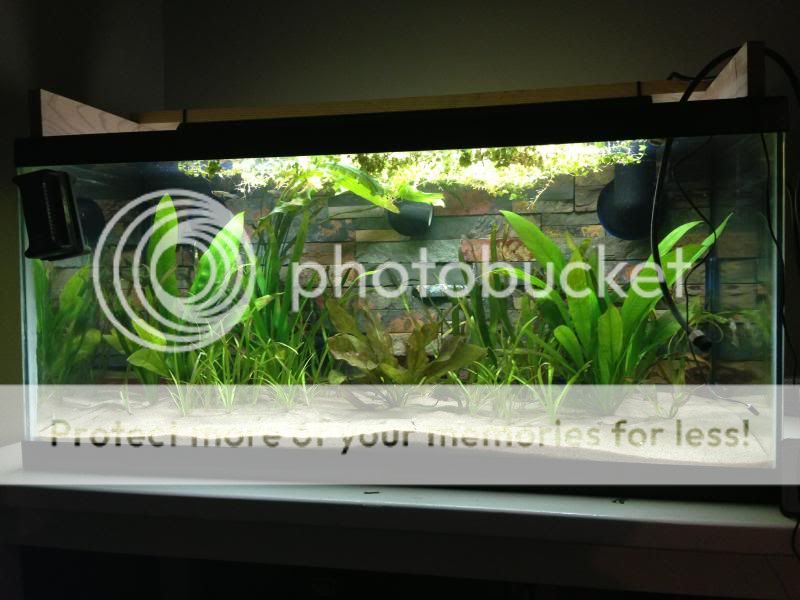 40 gal Breeder MTS tank | The Planted Tank Forum