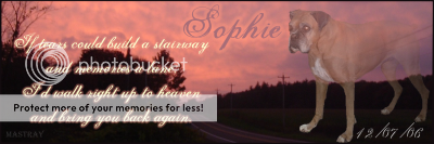 Long Haired boxer? | Boxer Breed Dog Forums