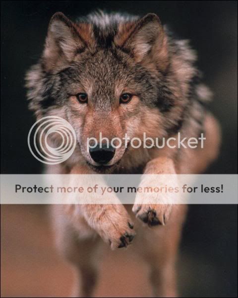 View topic - WOLVES OF THE TUNDRA (ALWAYS Accepting!) - Chicken Smoothie