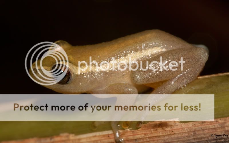 Another South Africa Post From the Field. - Field Herp Forum