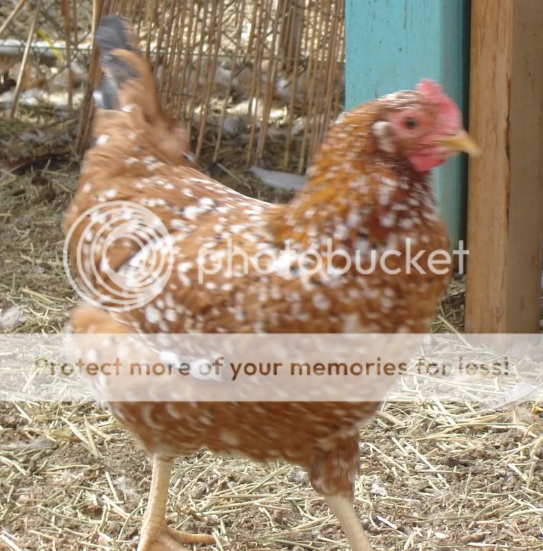 The Aloha Chicken Project | BackYard Chickens - Learn How to Raise Chickens