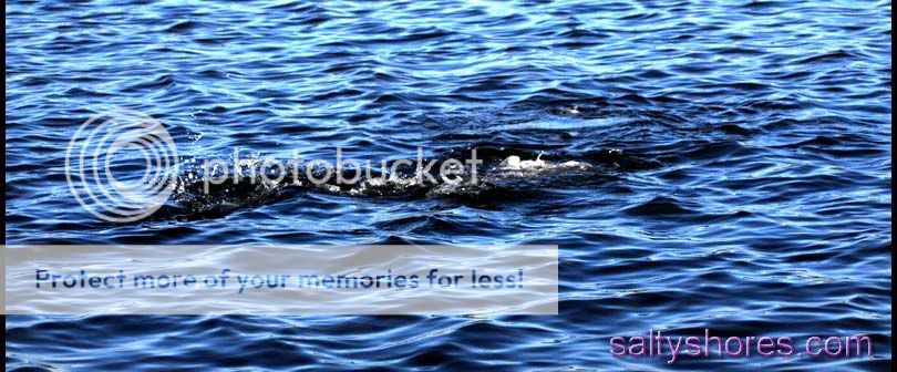 The new Colors of DOA down South | Dedicated To The Smallest Of Skiffs