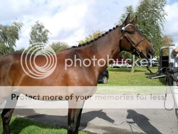 Stallion Johnson | Horse and Hound Forum