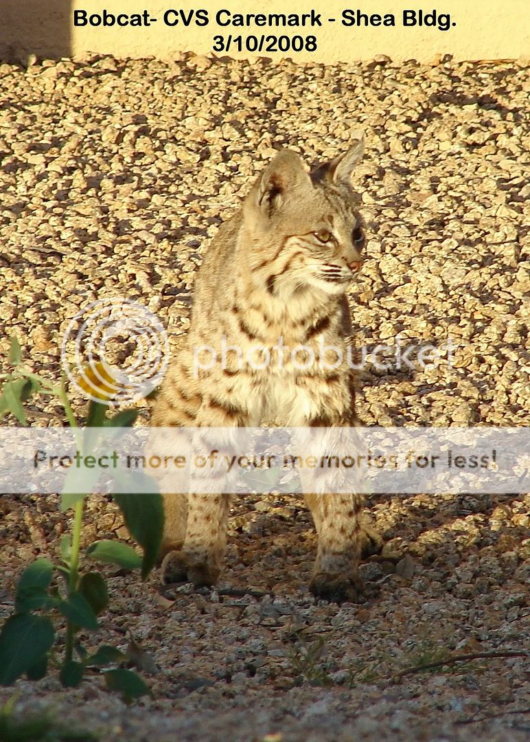 A short video of a local bobcat eating a rabbit carcass. | Shooters Forum