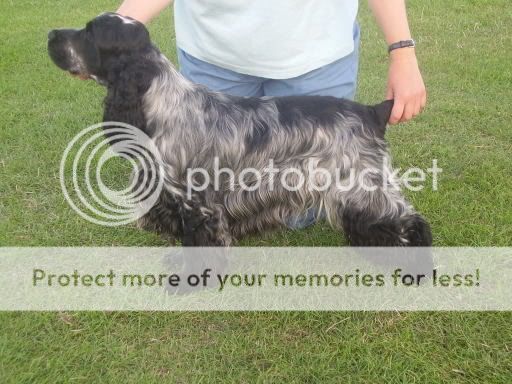 Differences between working and show cockers